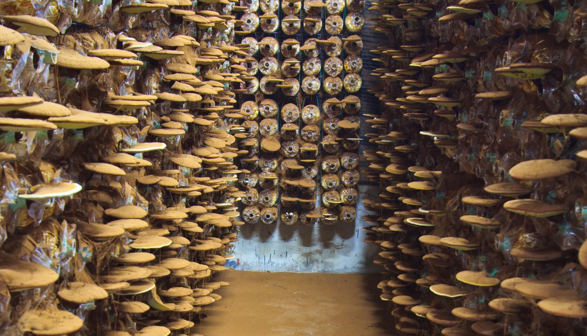 Behind the Scenes: A Glimpse Into What a Mushroom Farm Looks Like ...
