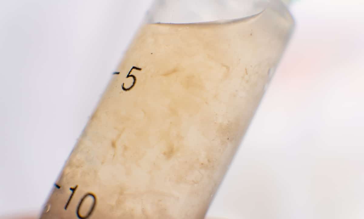 Liquid Culture vs. Spore Syringe: Which is Right for You? | GroCycle