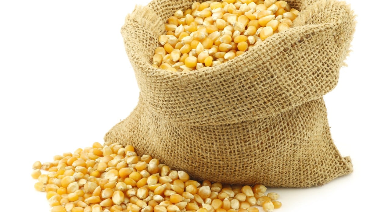Popcorn Tek: The Ultimate Guide | GroCycle