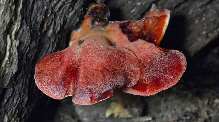 20 Common Mushrooms That Grow On Trees | GroCycle