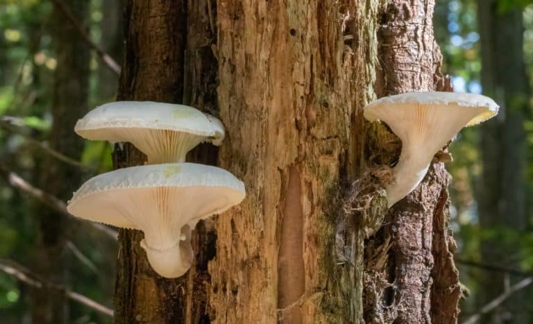 20 Common Mushrooms That Grow On Trees | GroCycle