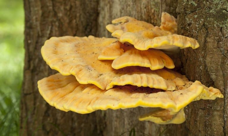 20 Common Mushrooms That Grow On Trees | GroCycle