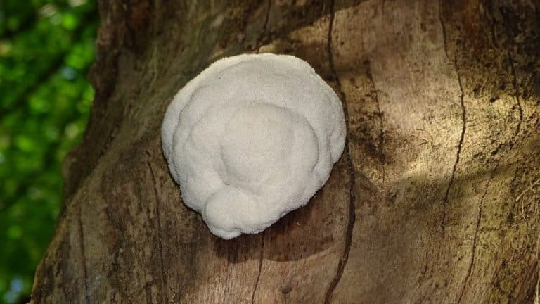 20 Common Mushrooms That Grow On Trees | GroCycle