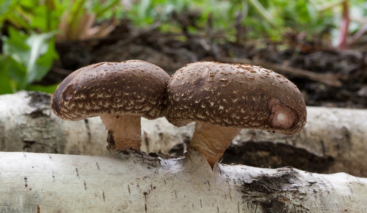 20 Common Mushrooms That Grow On Trees | GroCycle