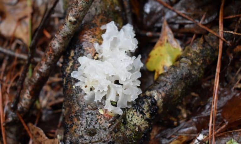 20 Common Mushrooms That Grow On Trees | GroCycle