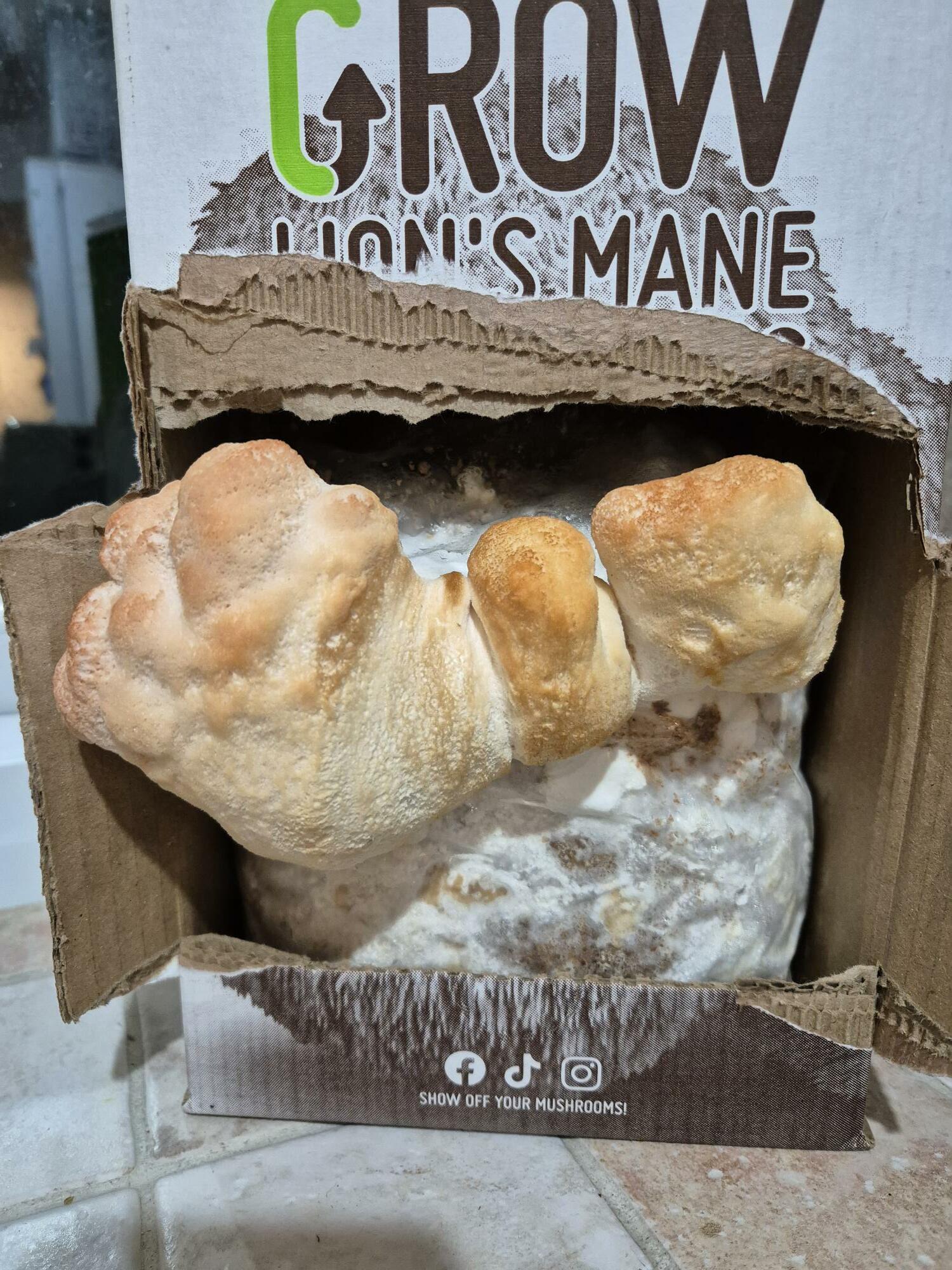 Lion's Mane Kit Care | GroCycle