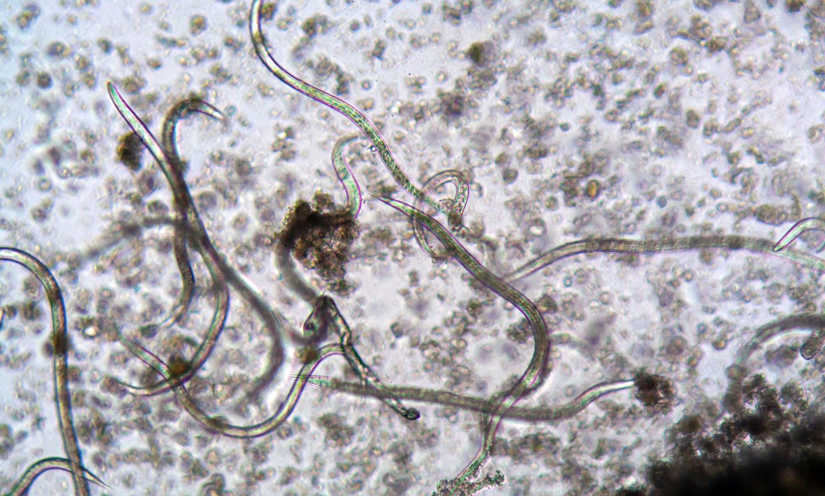 Mushroom Contamination: 11 Common Contaminants & Causes | GroCycle