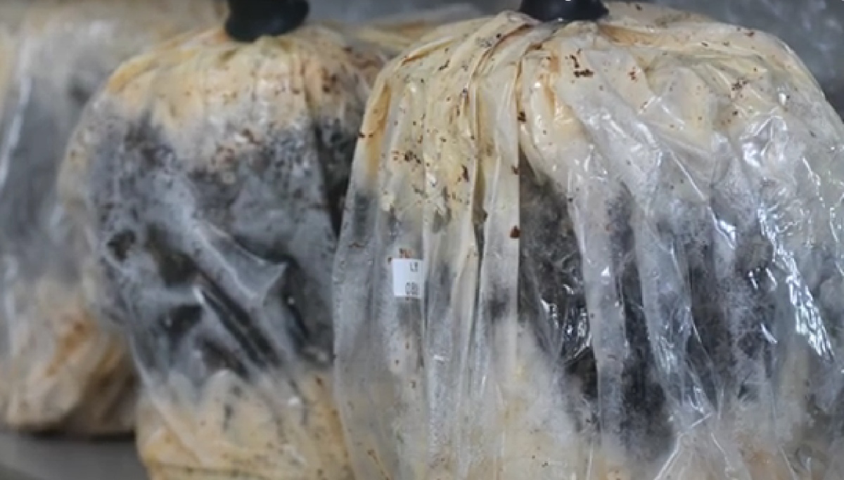How to Grow Maitake Mushrooms: A Step-by-Step Guide | GroCycle