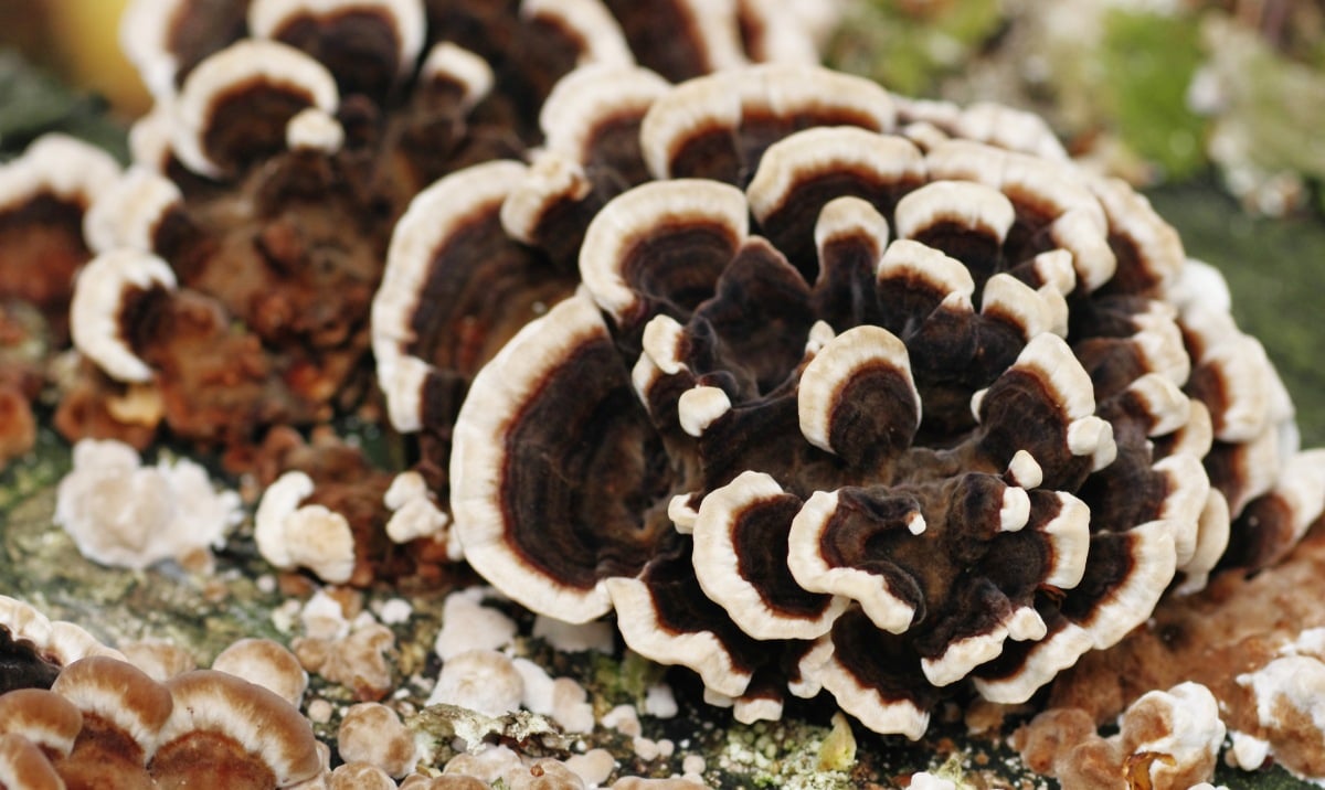How to Grow Turkey Tail Mushrooms: The Ultimate Guide | GroCycle