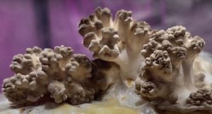 How to Grow Maitake Mushrooms: A Step-by-Step Guide | GroCycle