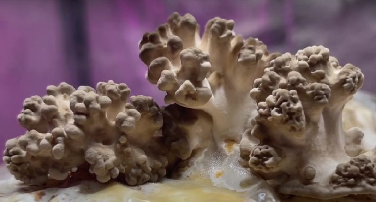 How to Grow Maitake Mushrooms: A Step-by-Step Guide | GroCycle