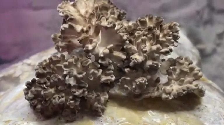 How to Grow Maitake Mushrooms: A Step-by-Step Guide | GroCycle
