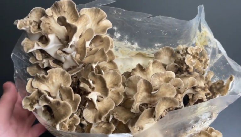 How to Grow Maitake Mushrooms: A Step-by-Step Guide | GroCycle