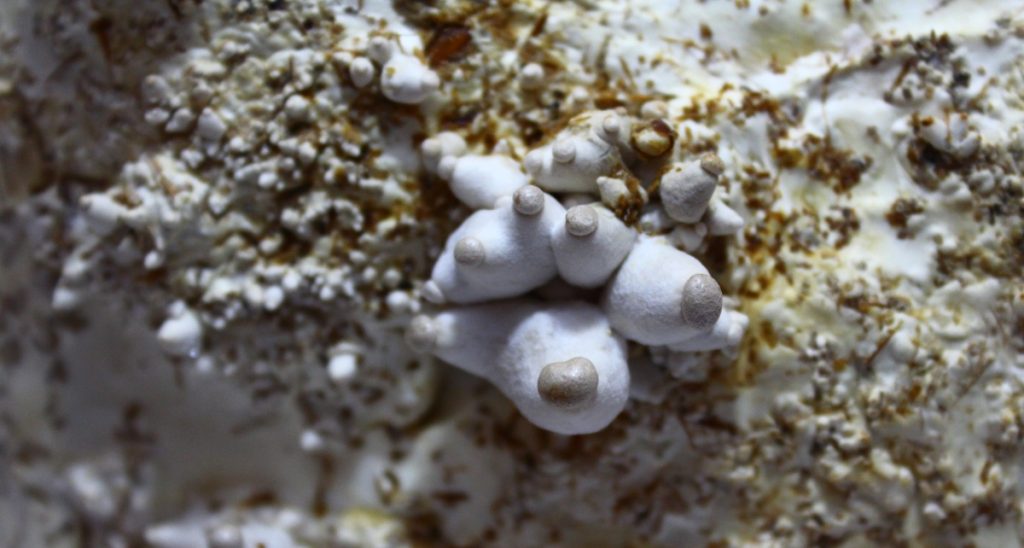 How to Grow King Oyster Mushrooms: A Step-by-Step Guide | GroCycle