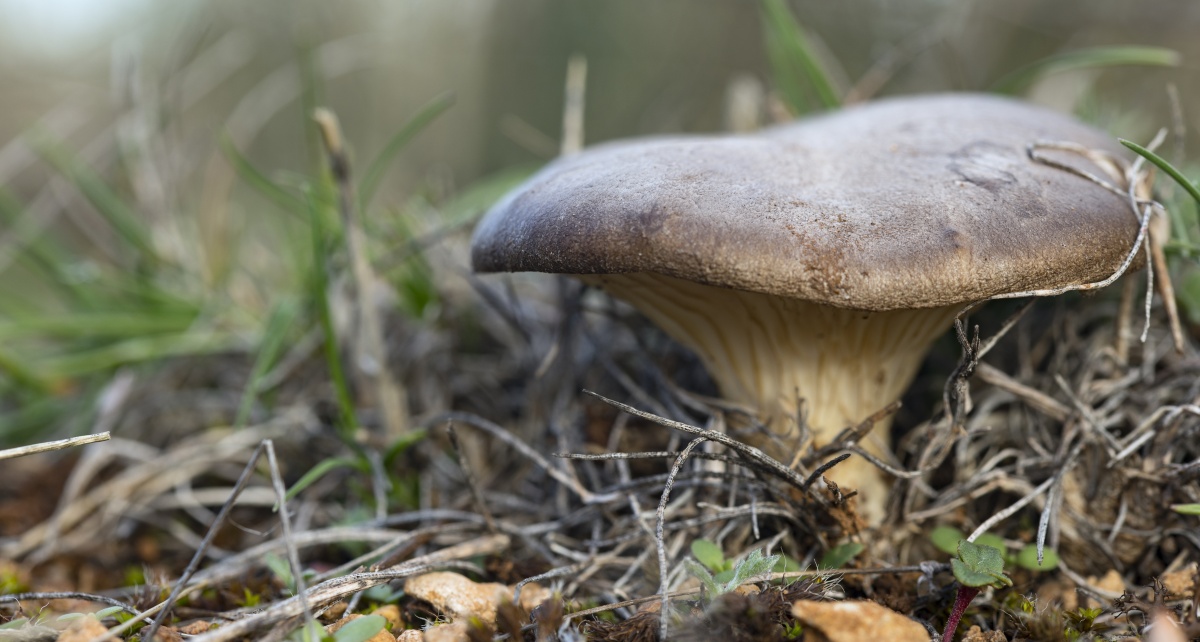 How to Grow King Oyster Mushrooms: A Step-by-Step Guide | GroCycle
