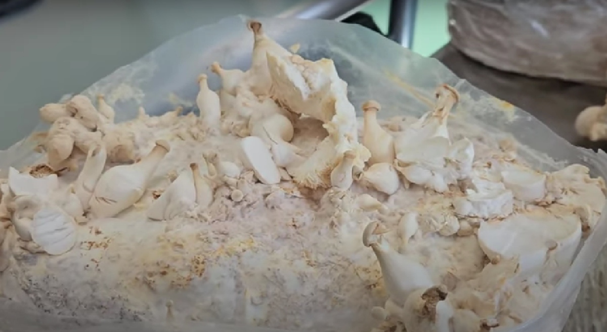 How to Grow King Oyster Mushrooms: A Step-by-Step Guide | GroCycle