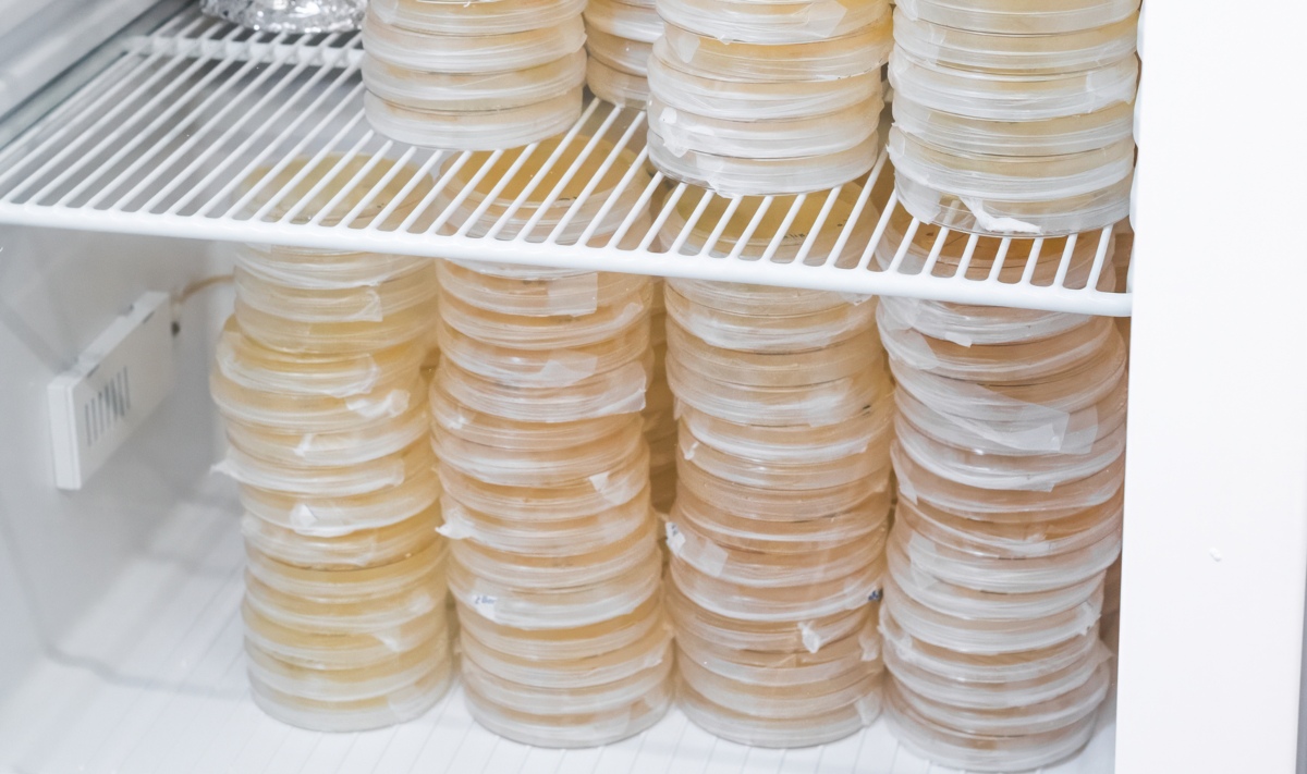 How to Make Agar Plates for Mushroom Mycelium Growth | GroCycle