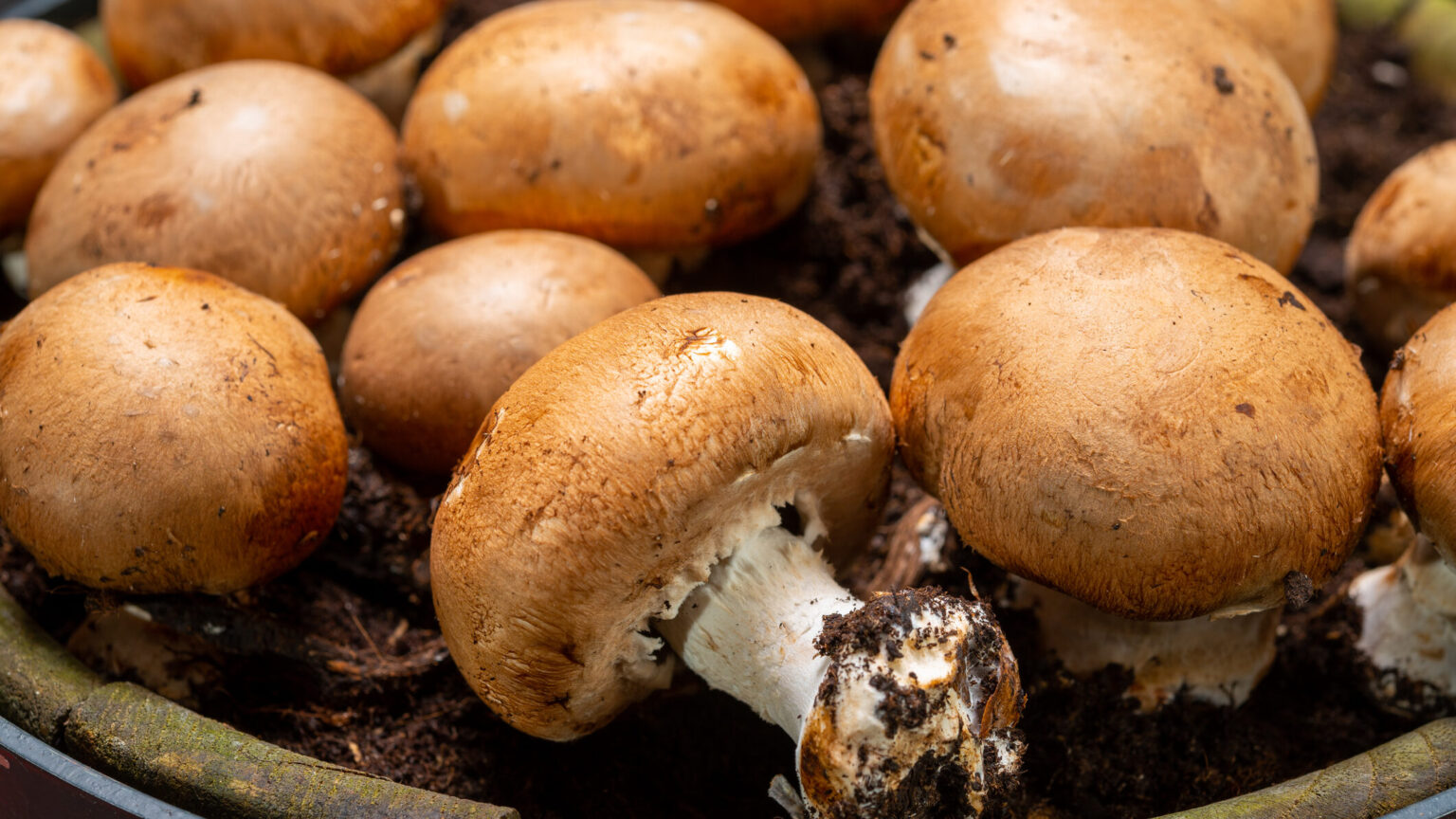 Complete Guide To Cremini Mushrooms | GroCycle
